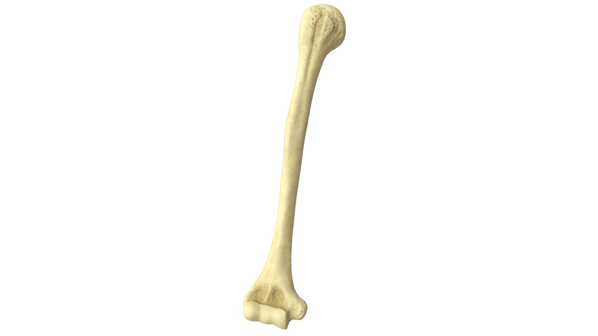 3D Anatomy Model of Humerus (Right) | VOKA